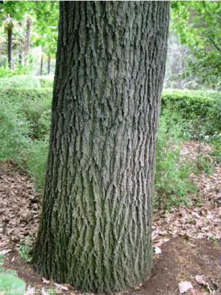 Chêne pédonculé - Quercus robur - Le Jardin du Pic Vert