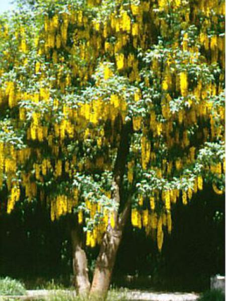 Cytise commun, Faux ébénier - Laburnum anagyroides - Le Jardin du Pic Vert