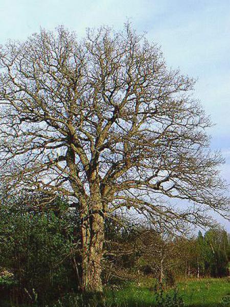 Chêne pédonculé - Quercus robur - Le Jardin du Pic Vert