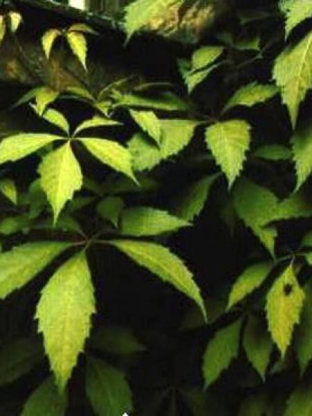 Vigne vierge vraie, Vigne vierge de Virginie 'Engelmannii ...