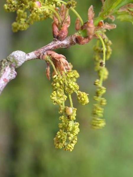Chêne pédonculé - Quercus robur - Le Jardin du Pic Vert