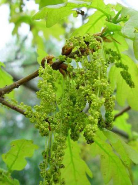 Chêne pédonculé - Quercus robur - Le Jardin du Pic Vert