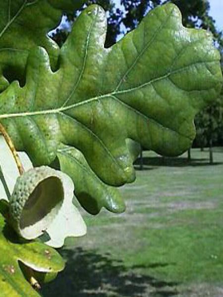 Chêne pédonculé - Quercus robur - Le Jardin du Pic Vert
