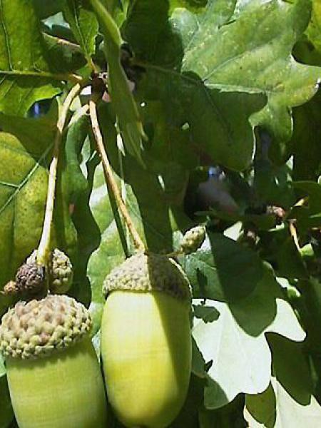 Chêne pédonculé - Quercus robur - Le Jardin du Pic Vert
