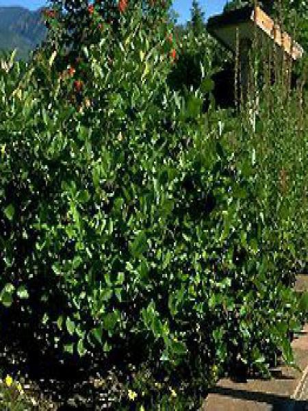 Aronie à fruits noirs - Aronia melanocarpa - Le Jardin du Pic Vert