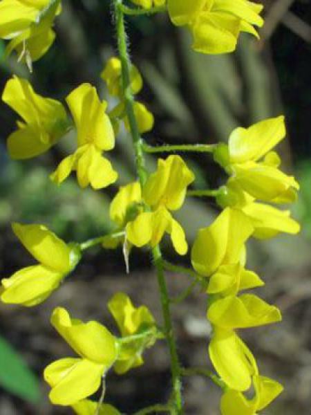 Cytise commun, Faux ébénier - Laburnum anagyroides - Le Jardin du Pic Vert
