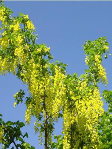 Cytise commun, Faux ébénier - Laburnum anagyroides - Le Jardin du Pic Vert