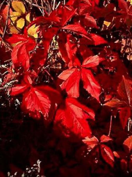 Vigne vierge vraie, Vigne vierge de Virginie 'Engelmannii ...