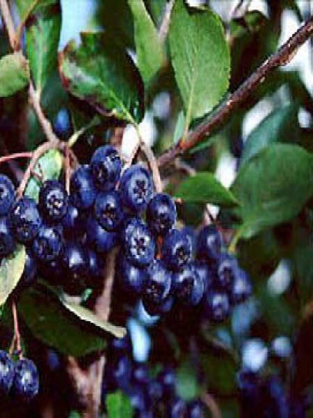 Aronie à fruits noirs - Aronia melanocarpa - Le Jardin du Pic Vert