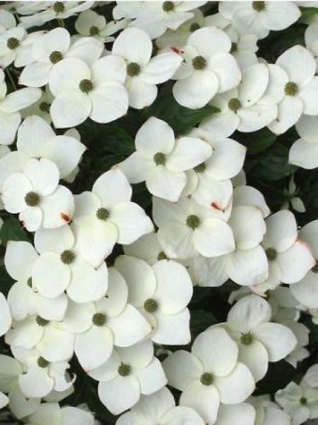 Cornouiller du Japon - Cornus kousa - Le Jardin du Pic Vert