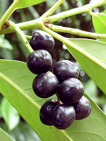 Laurier-Cerise, Laurier palme 'Caucasica' - Prunus laurocerasus - Le ...