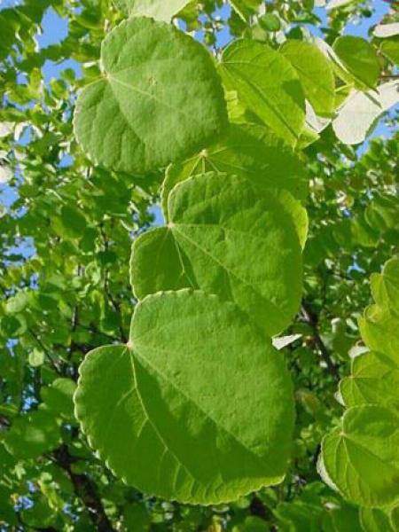 Arbre à caramel - Cercidiphyllum japonicum - Le Jardin du Pic Vert