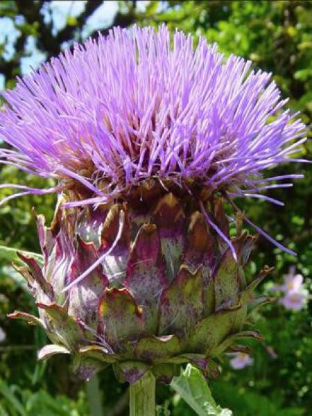 Cardon - Cynara cardunculus - Le Jardin du Pic Vert
