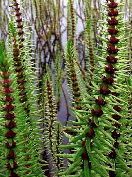 Pesse d'eau - Hippuris vulgaris - Le Jardin du Pic Vert