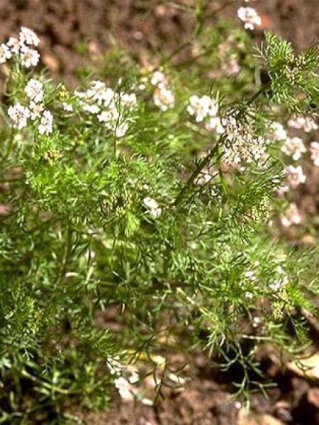 Coriandre - Coriandrum sativum - Le Jardin du Pic Vert