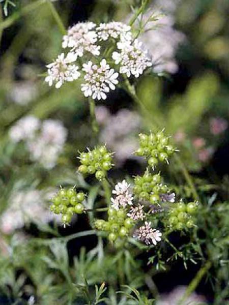 Coriandre - Coriandrum sativum - Le Jardin du Pic Vert