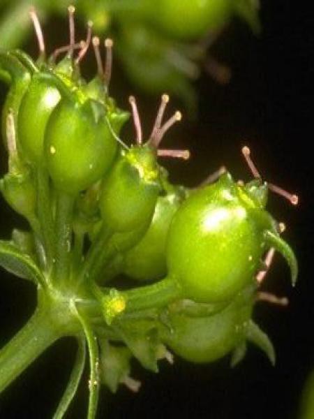 Coriandre - Coriandrum sativum - Le Jardin du Pic Vert