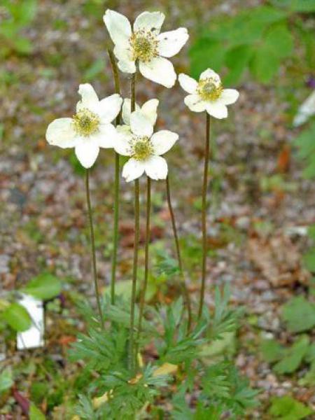 Anémone multifide - Anemone multifida - Le Jardin du Pic Vert