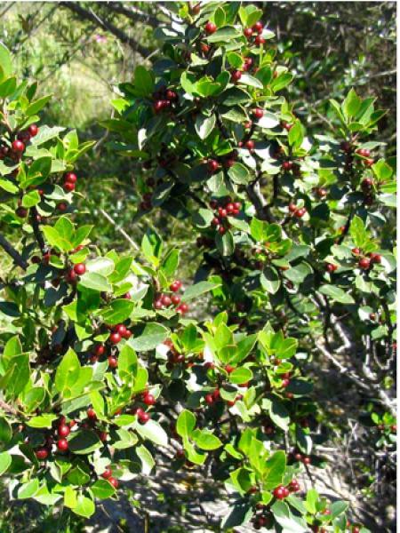 Alaterne - Rhamnus alaternus - Le Jardin du Pic Vert