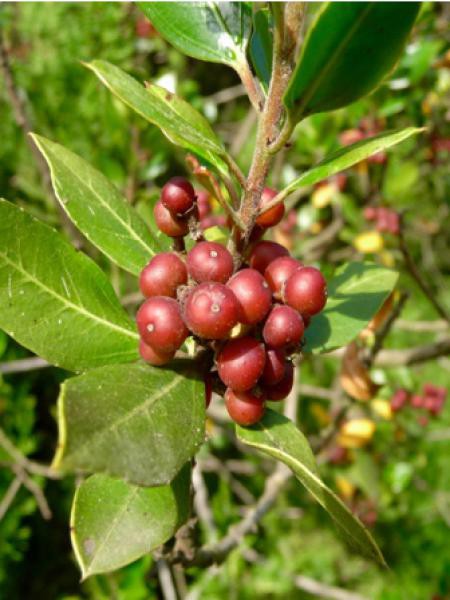Alaterne - Rhamnus alaternus - Le Jardin du Pic Vert