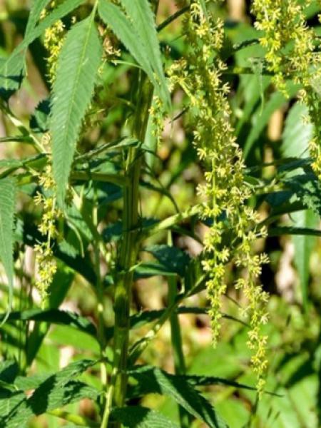 Chanvre vivace - Datisca cannabina - vivaces Cannabis en ligne - Jardin ...