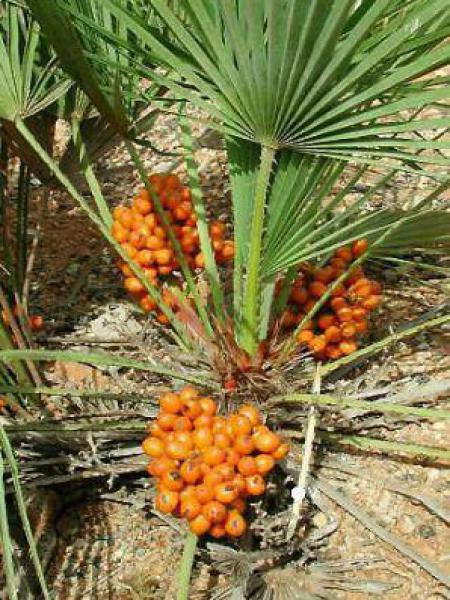 Palmier nain - Chamaerops humilis - Le Jardin du Pic Vert