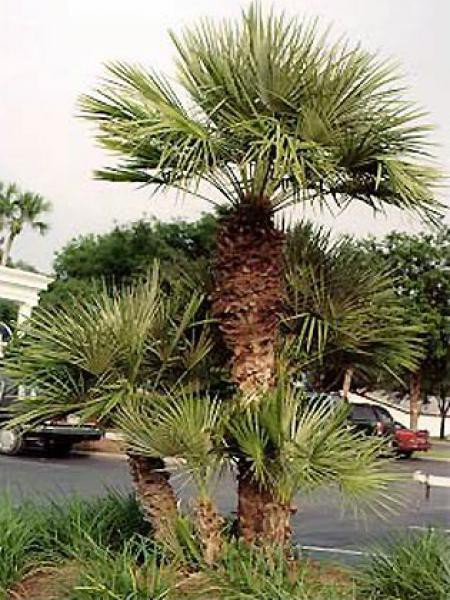 Palmier nain - Chamaerops humilis - Le Jardin du Pic Vert