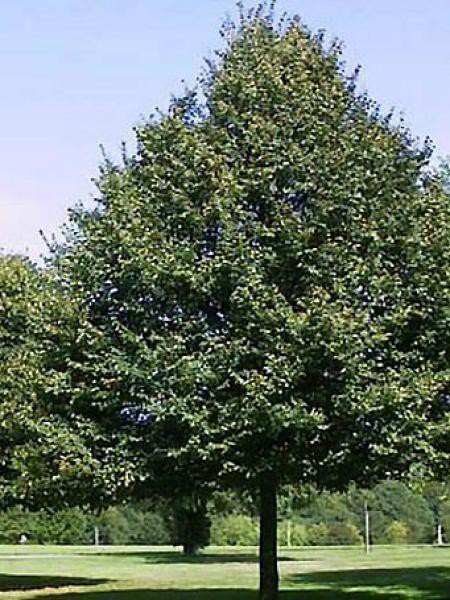 Tilleul argenté - Tilia tomentosa - Le Jardin du Pic Vert