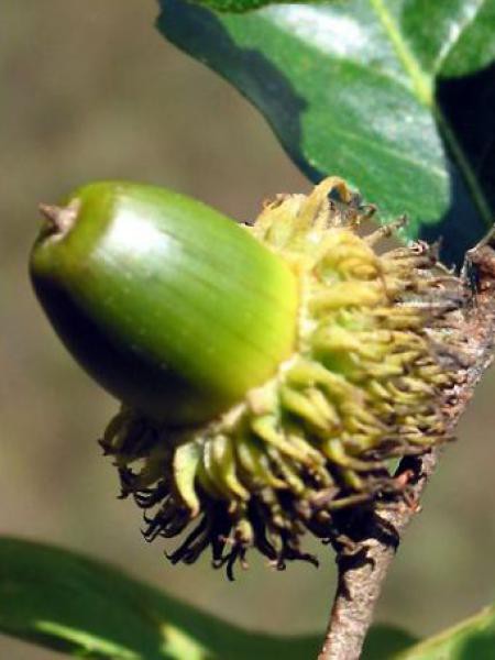 Chêne chevelu,Chêne lombard,Chêne de Bourgogne - Quercus cerris - Le ...