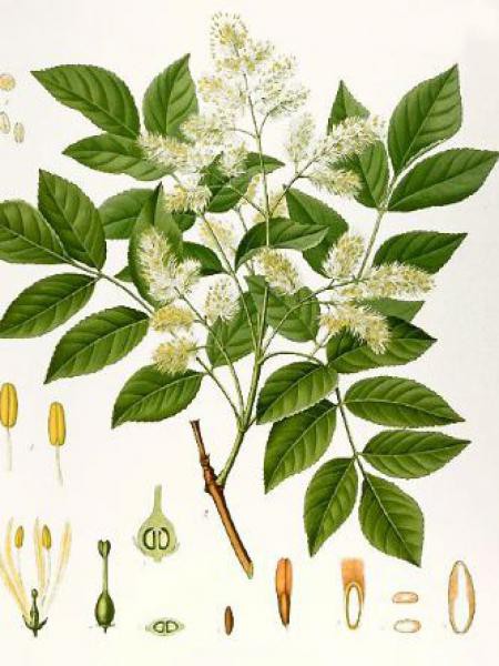 Frêne à fleurs, Frêne à manne - Fraxinus ornus - Le Jardin du Pic Vert