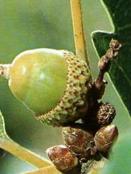 Chêne sessile - Quercus petraea - Le Jardin du Pic Vert