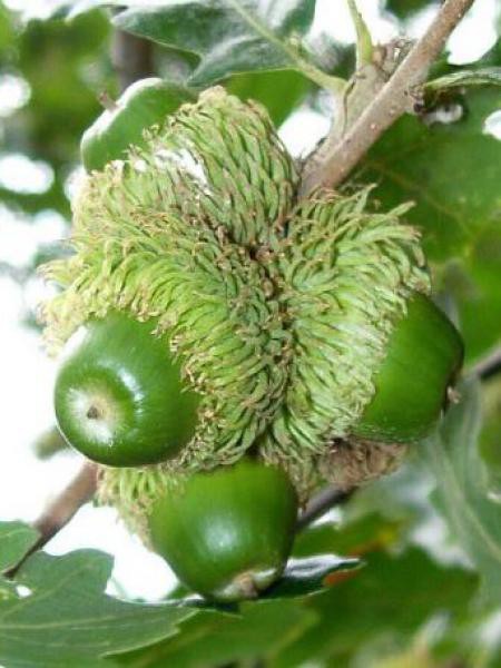 Chêne chevelu,Chêne lombard,Chêne de Bourgogne - Quercus cerris - Le ...