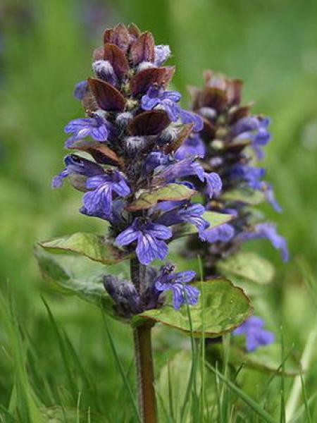 Bugle rampant - Ajuga reptans - Le Jardin du Pic Vert