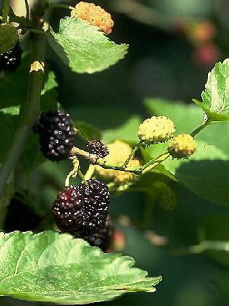 Mûrier blanc, Mûrier commun - Morus alba - Le Jardin du Pic Vert