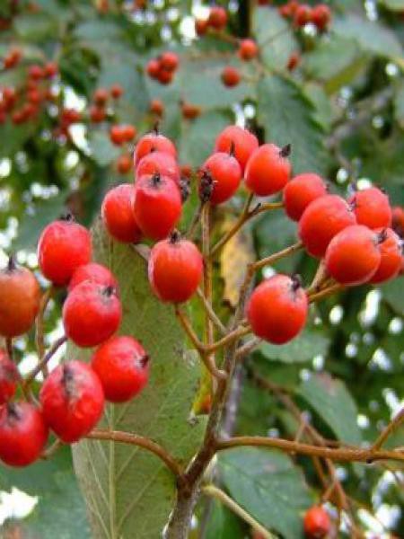 Sorbier, Alisier intermedia - Sorbus intermedia - Le Jardin du Pic Vert