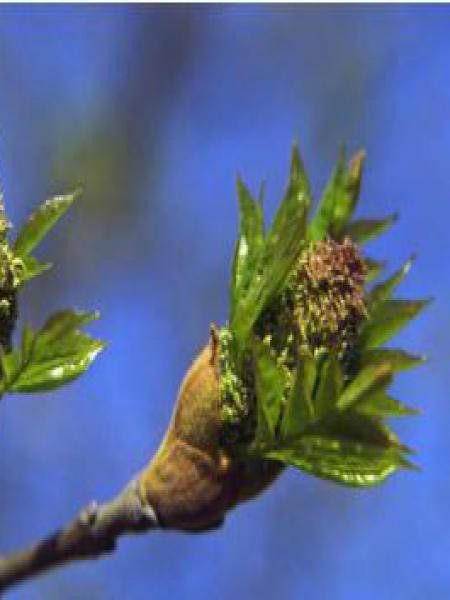 Frêne à fleurs, Frêne à manne - Fraxinus ornus - Le Jardin du Pic Vert