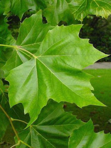 Platane à feuilles d'érable - Platanus acerifolia - Le Jardin du Pic Vert