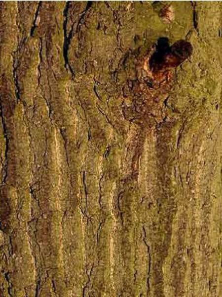 Chêne sessile - Quercus petraea - Le Jardin du Pic Vert