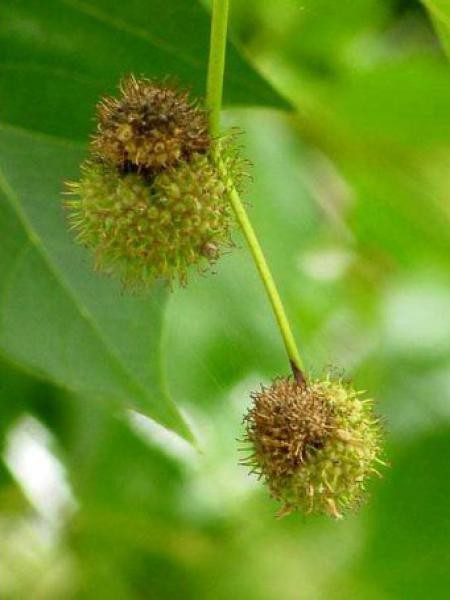 Platane à feuilles d'érable - Platanus acerifolia - Le Jardin du Pic Vert