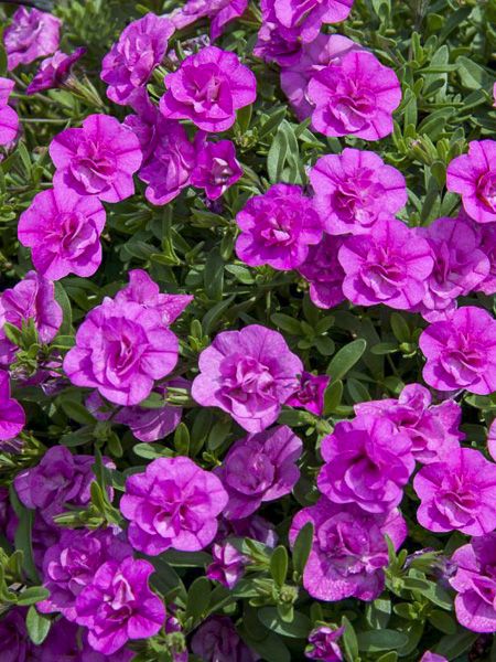 Mini pétunia 'MiniFamous Double Pinkmania' - Calibrachoa hybrida ...