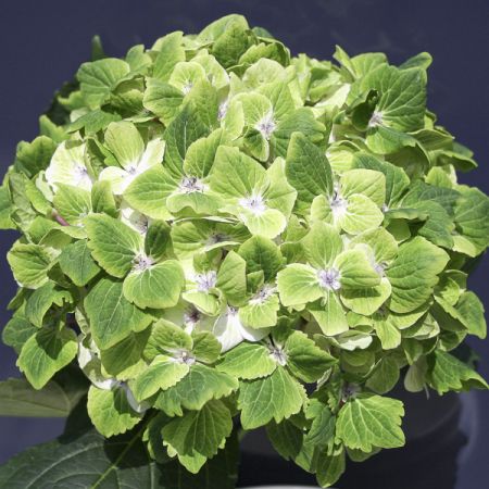 hydrangea magical summer