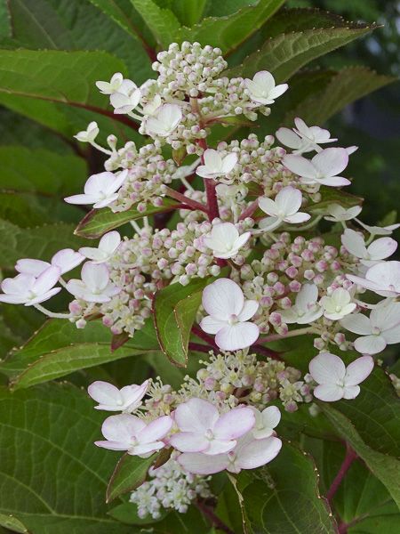 hydrangea paniculata early harry