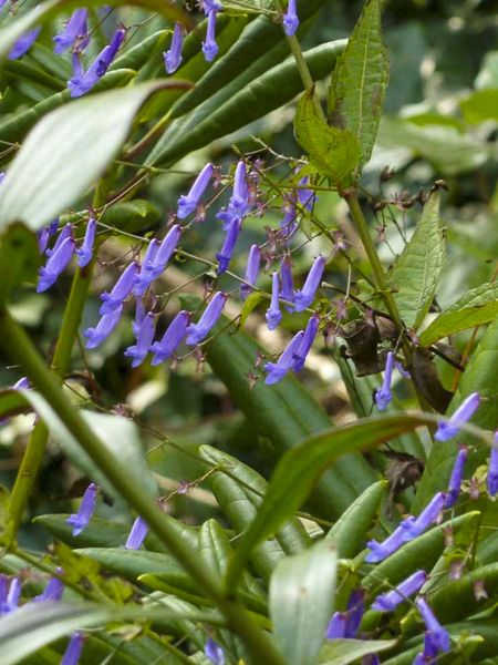 Isodon effusus - Isodon effusus - Le Jardin du Pic Vert