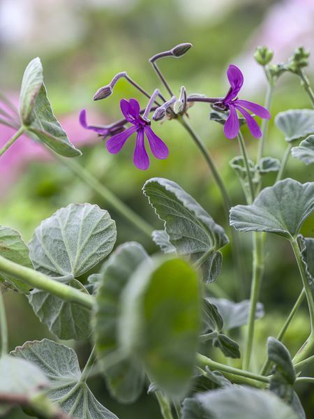 pelargonium reniforme comp