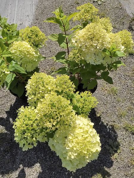 hydrangea paniculata pandora