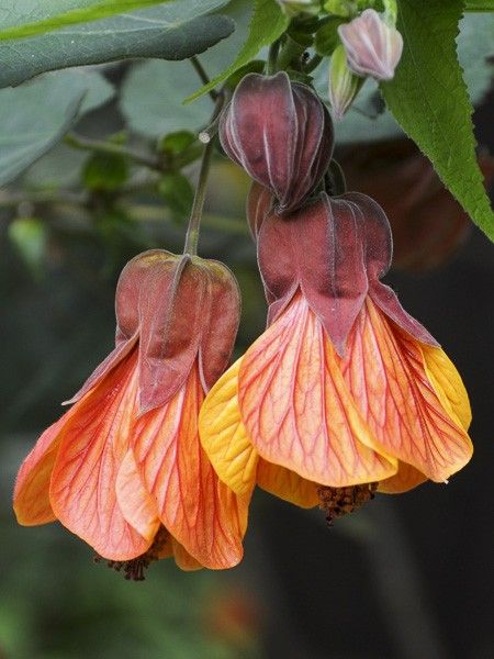 Abutilon 'Patrick Synge' - Abutilon 'Patrick Synge' - Le Jardin du Pic Vert