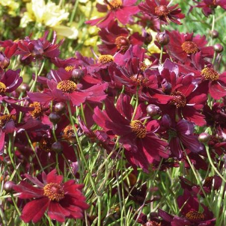 coreopsis verticillata 'limerock ruby'