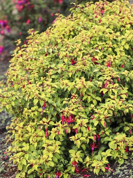Fuchsia de Magellan doré - Fuchsia magellanica 'Aurea' - Le Jardin du ...