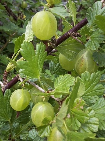 Groseiller à maquereau 'Invicta' - Ribes uva-crispa 'Invicta' - Le ...