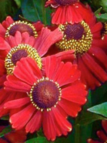 Hélénie 'Red Jewel' - Helenium - Le Jardin du Pic Vert